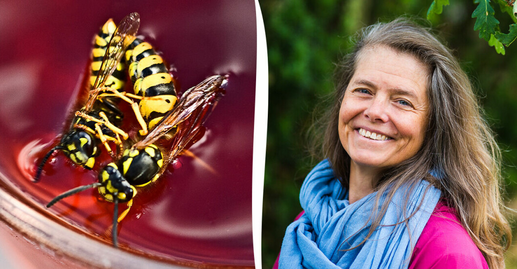 Hemmagjorda getingmedlet med bara två ingredienser | Femina