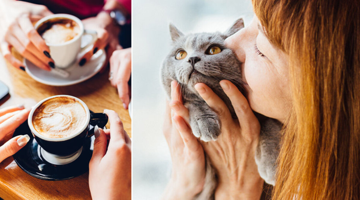 Öppnar Sveriges första kattkafé – The Cat Corner | Femina