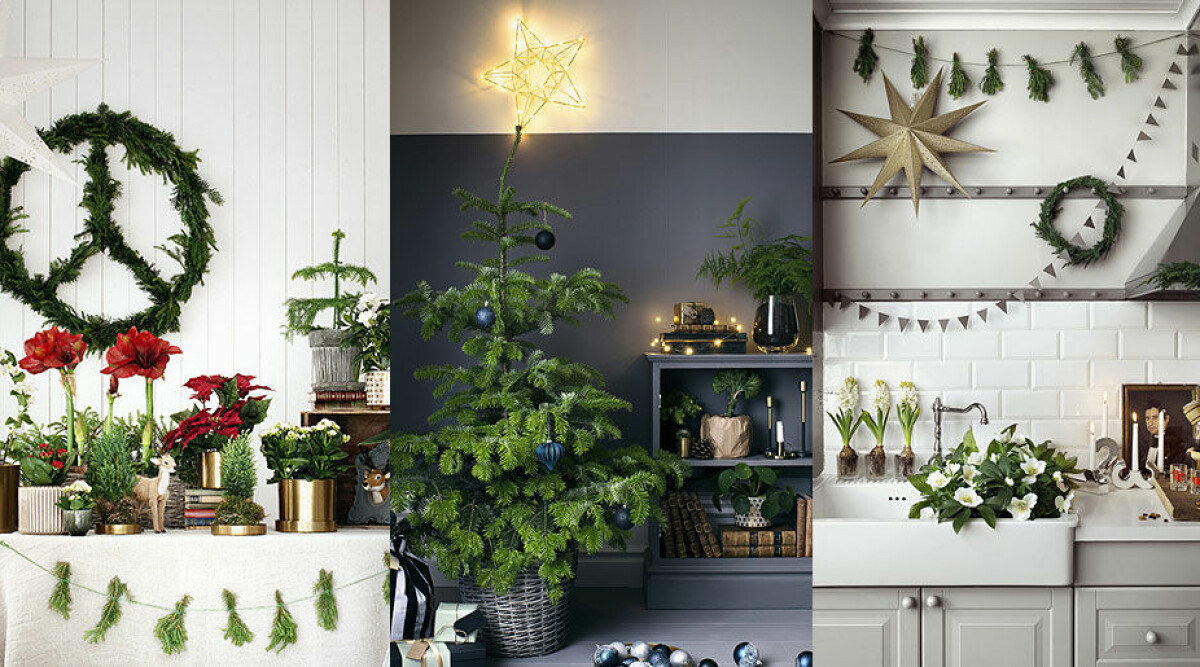 Julens trendigaste växter – 4 grönskande sätt att julpynta! | Femina