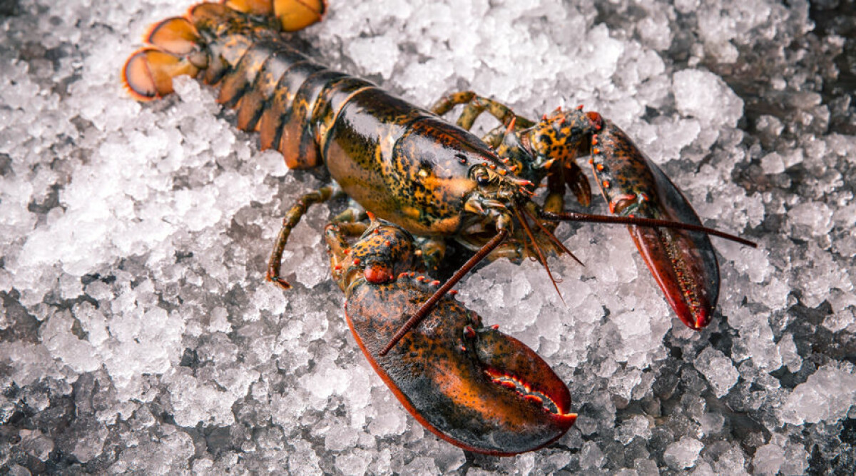 Årets första hummer 2018 – så mycket kostade den! | Femina