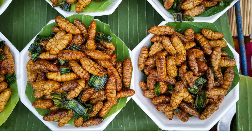 Insekter på tallriken – snart blir det verklighet i Sverige | Femina